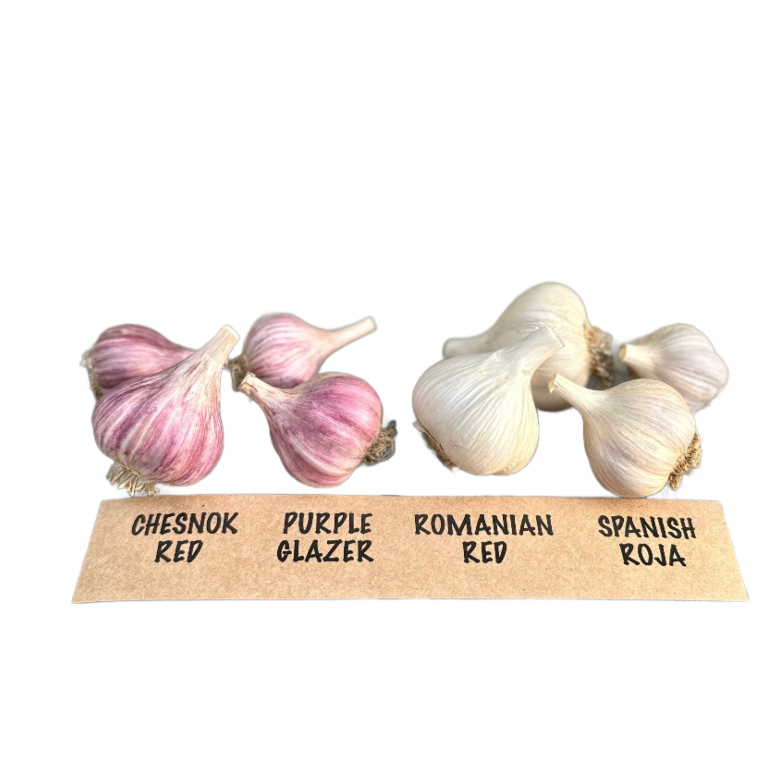 Gourmet Garlic For Sale Online - GRAVEYARD GARLIC - Indiana USA